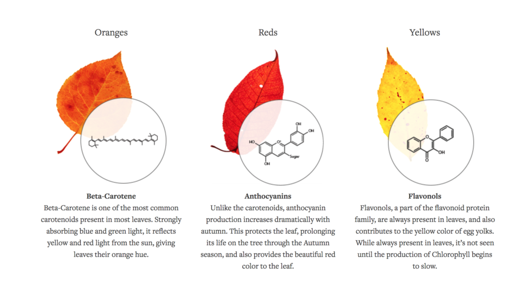 Where to See the Best Fall Colors In California