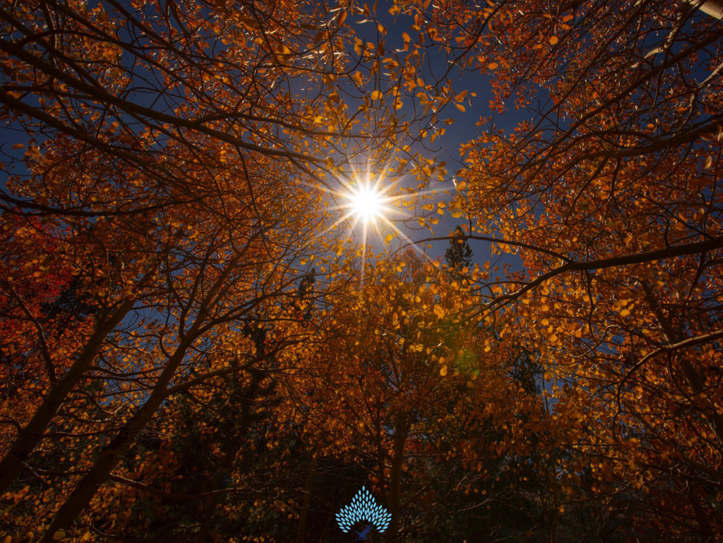 Where to See the Best Fall Colors In California