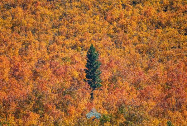 Where to See the Best Fall Colors In California